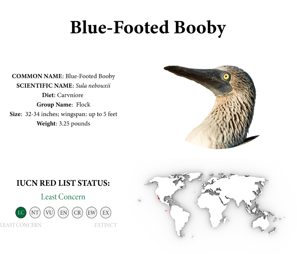 Blue-Footed Boobies-Species Spotlight | A WILD Connection